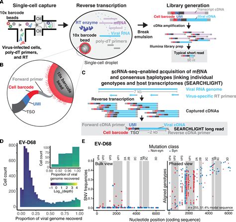 Searchlight Single Cell Rna Sequencing Enabled Acquisition Of Mrna