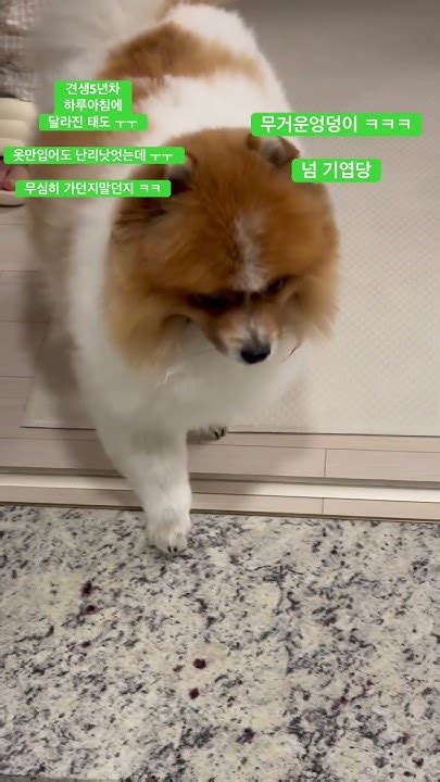 귀여운사랑스런욱긴땅콩이내이름은땅콩쌍둥이누나가있어요점점세상에길들여지는땅콩예전이그립네포메라이언반려견친구강아지브이로그 강아지일상 Youtube