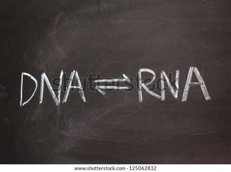 Dna Transcript Rna Rna Retro Transcript Stock Photo Shutterstock