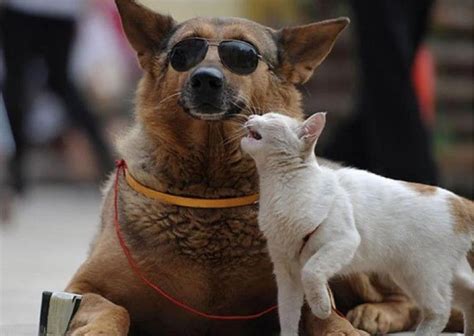 Безкоштовна стерилізація домашніх тварин у Києві