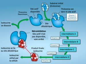 65 Enzymes Introduction à La Biologie Cellulaire Et Moléculaire