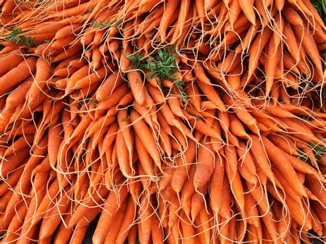 무료 이미지 야채 식품 영양물 섭취 쿡 조리 수확 채식주의 자 식물 뿌리 채소 아기 당근 3648x2736 Willi Heidelbach