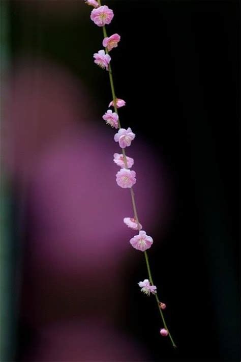 Garden Design ბაღის დიზაინი საკურა Facebook