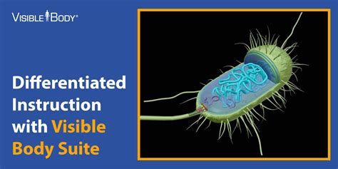 Teaching Cell Types Differentiated Instruction With Visible Body