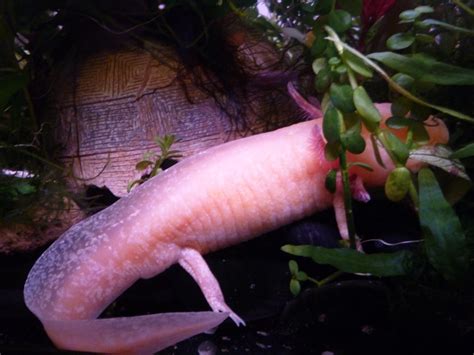 Axolotl Sexing And Tankmate Size Caudata Org Newts And Salamanders Portal