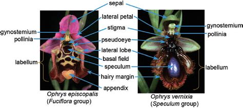 Figure 1 From Comparative Labellum Micromorphology Of The Sexually Deceptive Temperate Orchid