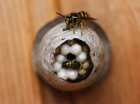 How To Remove A Wasp Nest Dos And Donts Dyno Pest How To Remove A Wasp Nest Dos And Donts Dyno Pest