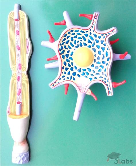 Neuron Model Scholars Labs