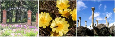 Веселі Боковеньки Страус Парк Ленд Ksamil Travel