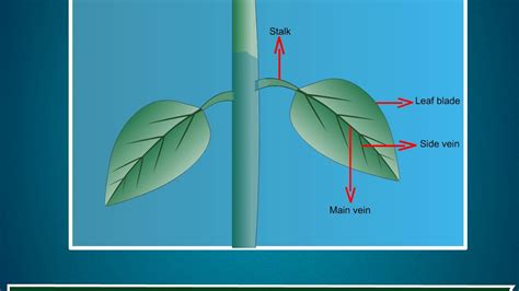 Parts Of A Leaf Science Class 4 Youtube