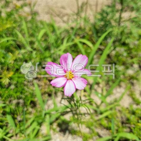 자연 식물 꽃 플라워 핑크 사진 이미지 일러스트 캘리그라피 Binimin작가