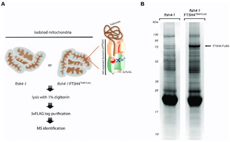 Ftsh4 Substrate Trapping Assay A Overview Of Ftsh4 Substrate Trapping Download Scientific