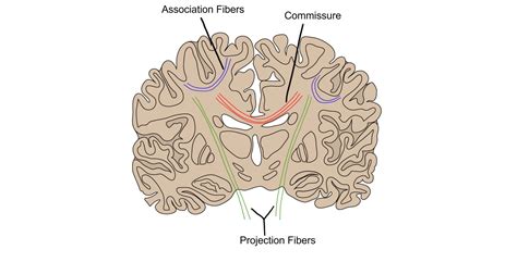 Anatomical Terminology Introduction To Neuroscience