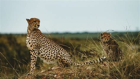 Strong Typing Of Formikjs Values With Flowjs 💪 By Topher Winward Medium