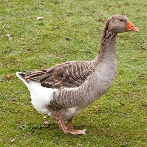 Toulouse Goose Alchetron The Free Social Encyclopedia