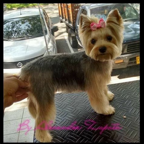 26 Yorkie Haircuts Ideas In 2025 Yorkie Haircuts Yorkie Yorkie Terrier