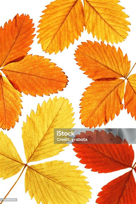 흰색 배경에 고립 된 자연 질감을 가진 다채로운 가을 노란색 딸기 잎 가을 그라디언트 컬러 단풍 질감은 수직 미적 배경 자연의 아름다움으로 닫힙니다 가을에 대한 스톡 사진