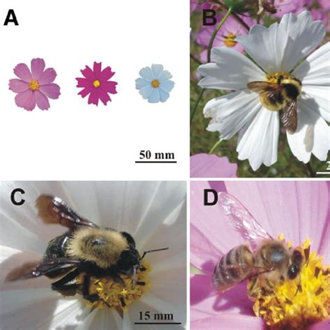 Pdf Pollinator Response To Flower Color Polymorphism And Floral