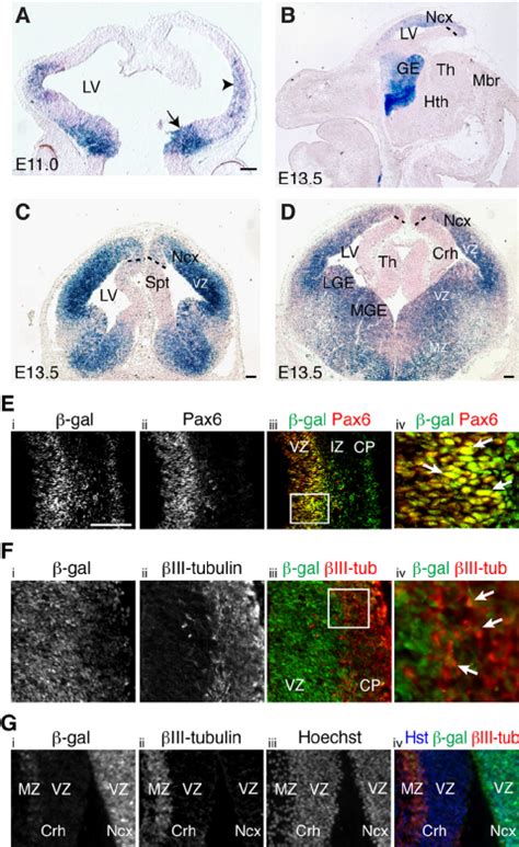 Activation Of Nf ␬ B Signaling In Neocortical Neural Progenitor Cells Download Scientific