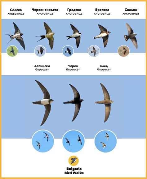Bulgaria 😮 Можем ли да видим на едно място ВСИЧКИ видове лястовици и бързолети които се