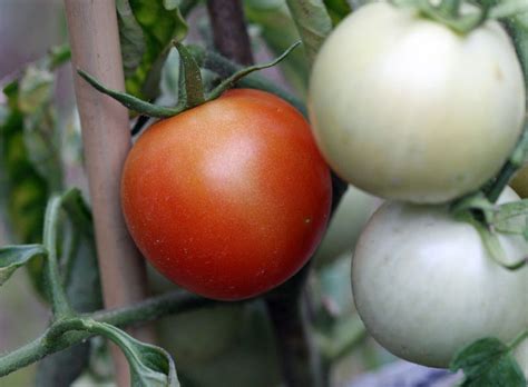 Tomate Siberian Early Raritäten Russische Sorten Hoeri