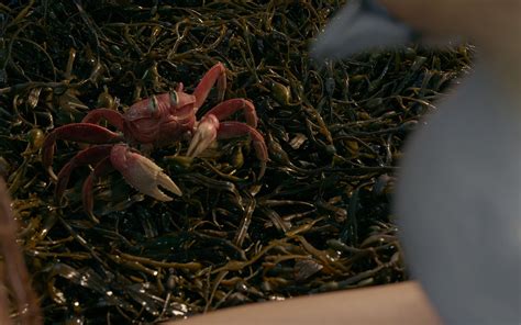 Avance exclusivo de La sirenita Así suenan Sebastián y Scuttle en español eCartelera