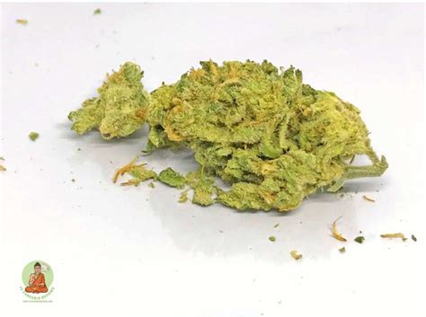 Circle S Farms Blue Hash Plant Reviews August 2019 Sahara Wellness