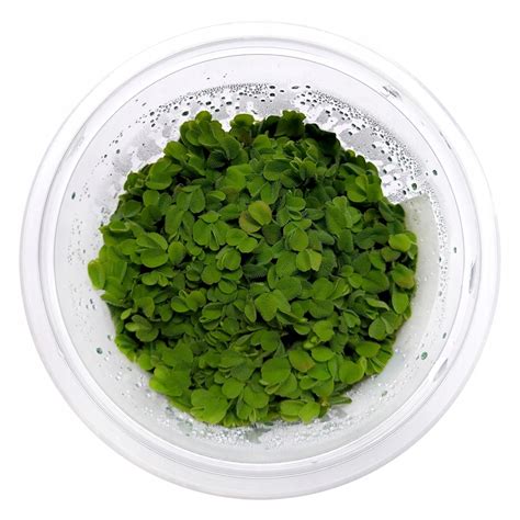 Salvinia Auriculata Salwinia Pływająca Kubek 10cm • Cena Opinie