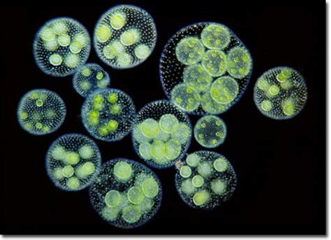 Molecular Expressions Featured Microscopist Wim Van Egmond Volvox