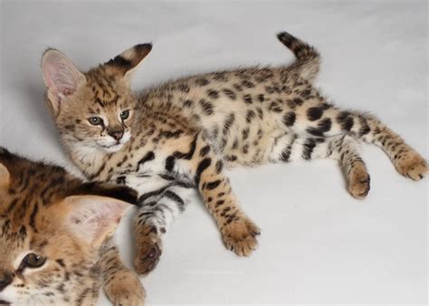 Jessica F1 Savannah Cat