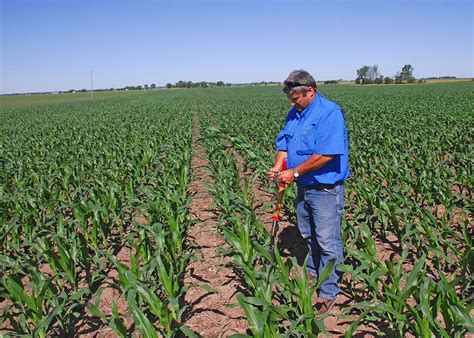 Seize Your Corn Yield Potential With Sulfurs Amazing Superpowers Agweb