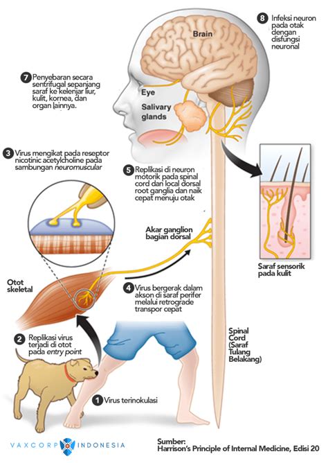 Penyebaran Penyakit Rabies Vaxcorp Indonesia