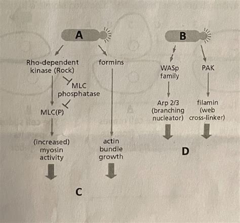 Cell Bio Exam 4 Flashcards Quizlet