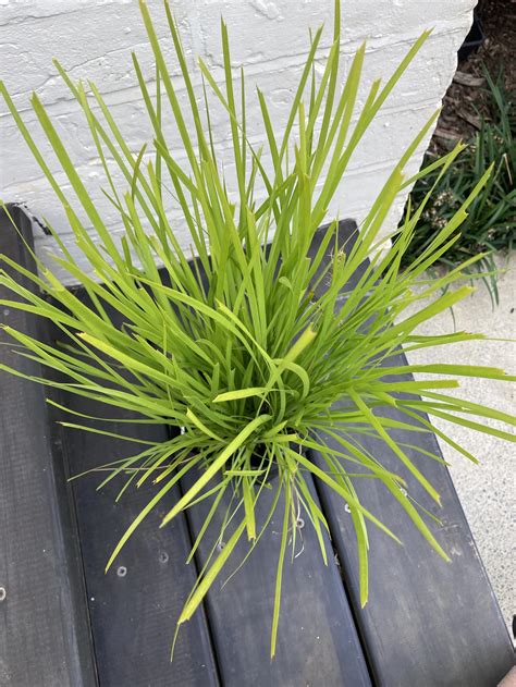 Lomandra Lime Tuff — Fabflora