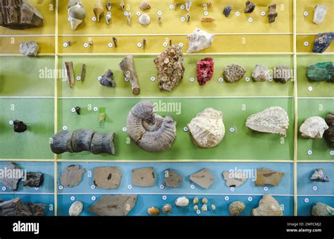 View Of A Case In The Paleontology Gallery Featuring Fossils Bones