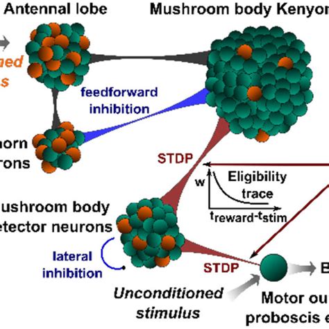Network Diagram For The Hypothesized Model Of Reinforcement Learning In Download Scientific