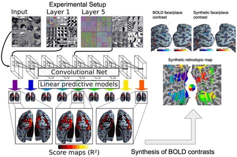 Convolutional Network Layers Map The Function Of The Human Visual Cortex