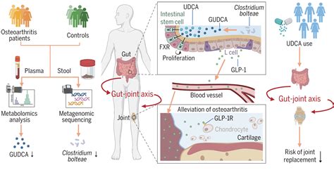 Osteoarthritis Treatment Via The Glp 1 Mediated Gut Joint Axis Targets