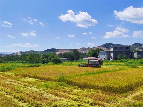 夏收正当时风吹稻浪夏收忙 芦溪