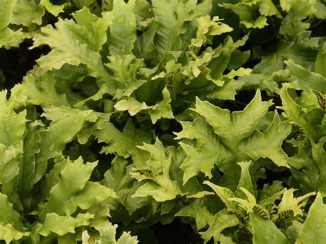 Asplenium Scolopendrium Cristata Crested Harts Tongue Fern