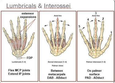 Interosseous And Lumbrical Muscles