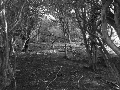 Wood Walk By Gillyuk On Deviantart