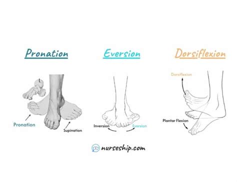 Inversion Vs Eversion In Anatomy Nurseship