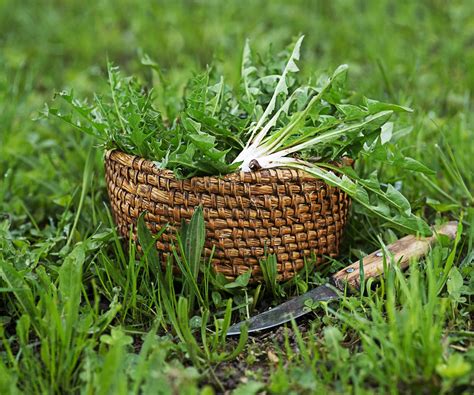 How To Forage For Food Safely And Ethically Homes And Gardens
