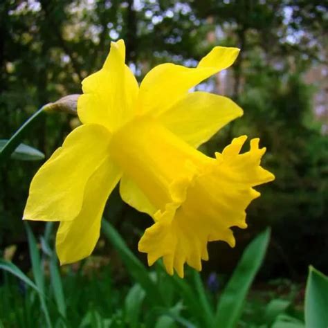 گل نرگس کاشت، نگهداری و پرورش گل نرگس نماد گل نرگس خرید گل گندم Vip