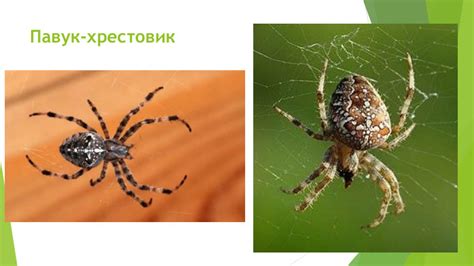 Членистоногі Павукоподібні