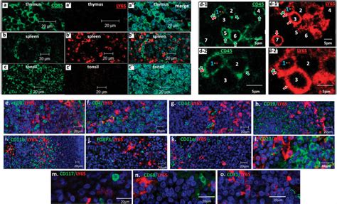 Immunofluorescent Staining For The Ly6s Iso1 Protein And Other