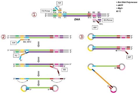 Schematic View Of Lamp Primers Using 4 Sets Of Primers These Sets Of Download Scientific