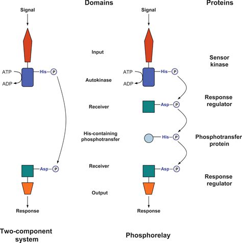 Signal Integration In Bacterial Two Component Regulatory Systems