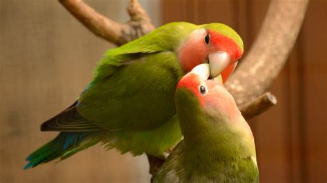 Love Birds Furniture At Charles Blackshear Blog